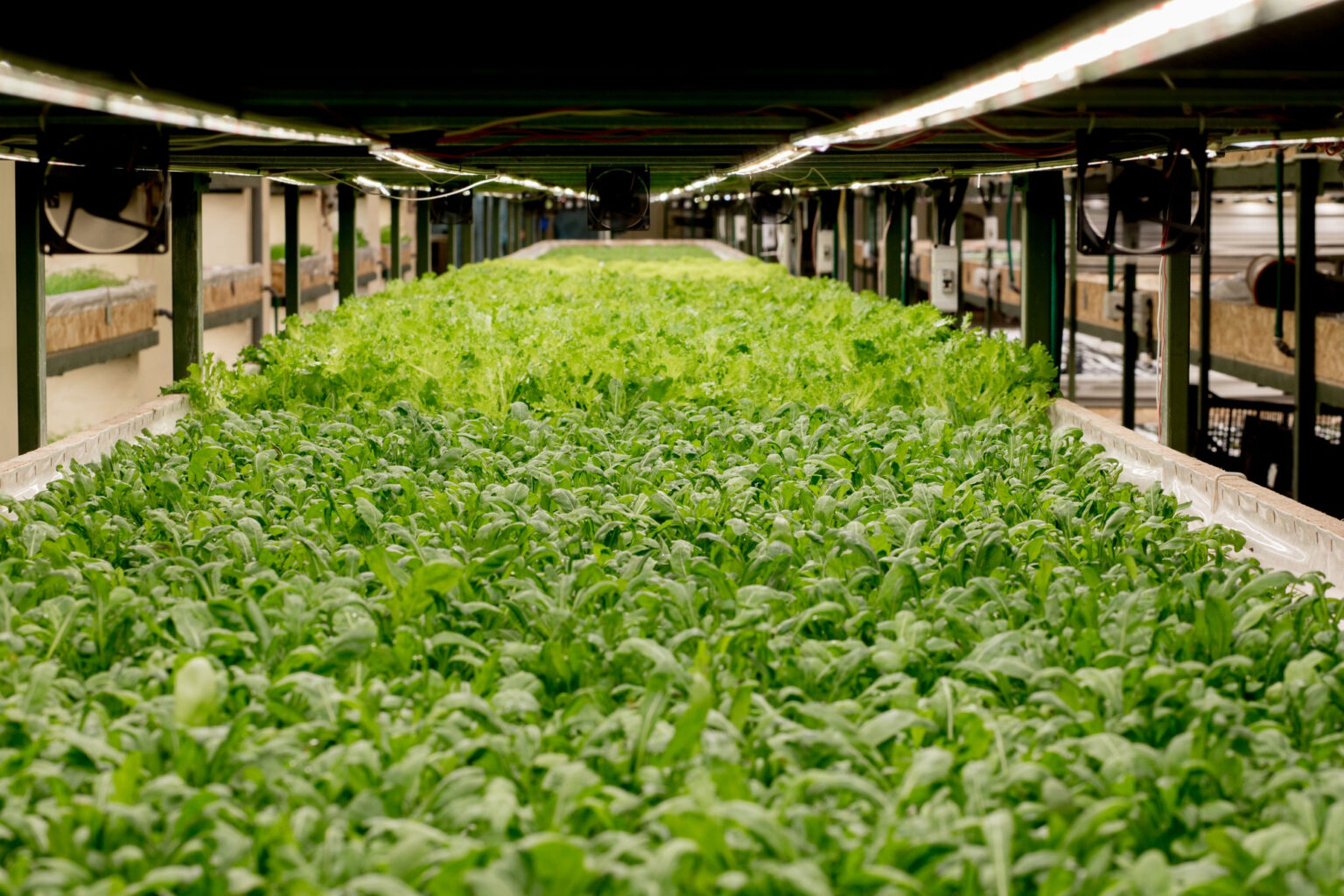 How Hydroponic Farms Save Water, Space, and Resources