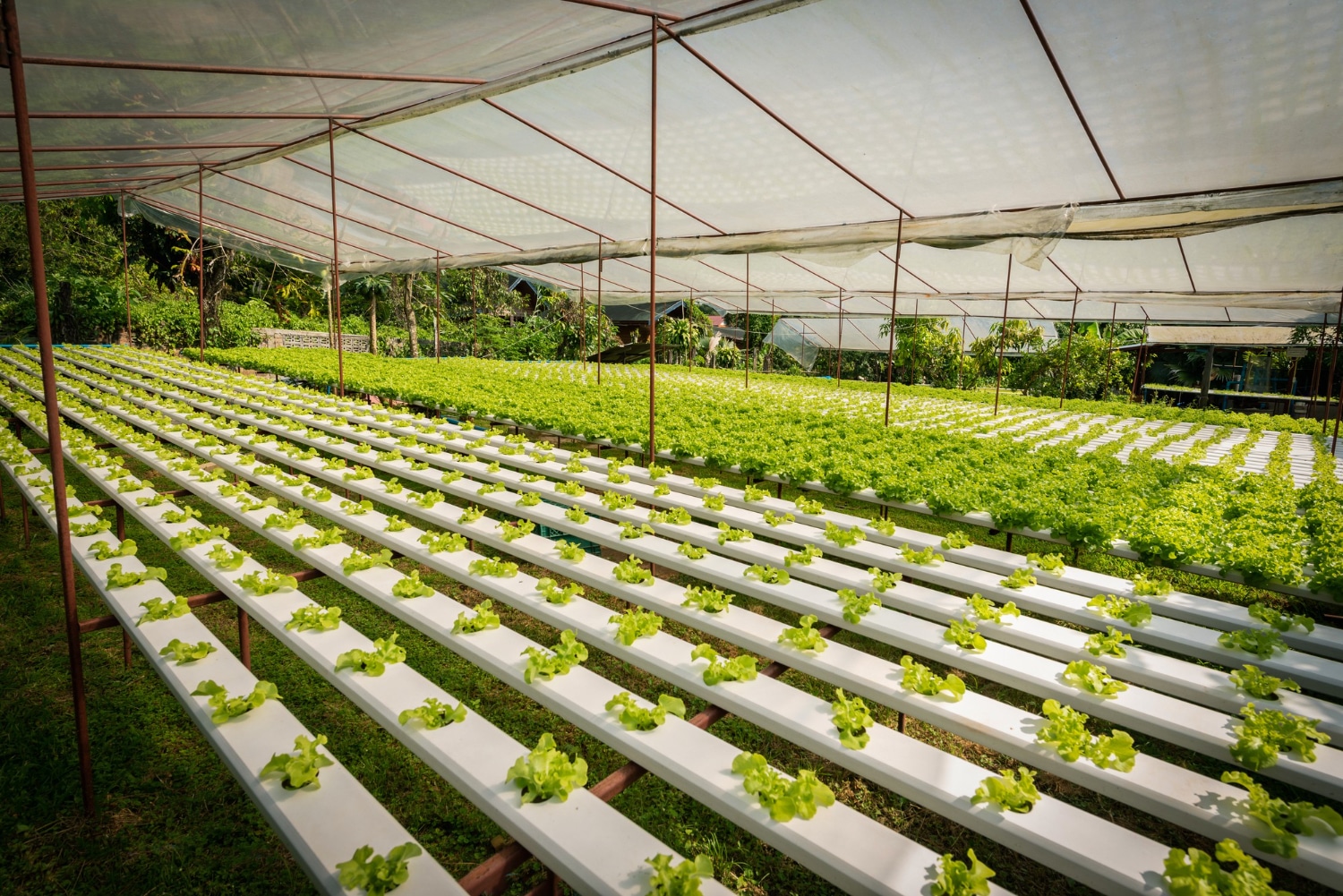 How Hydroponic Farms Save Water, Space, and Resources